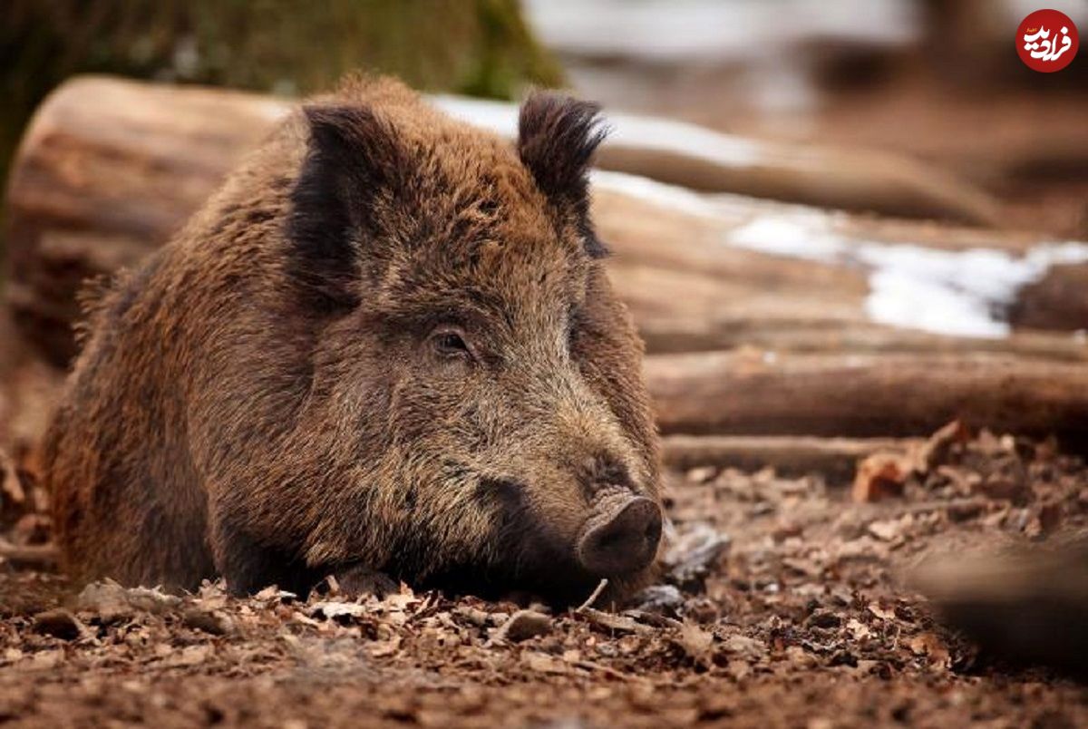 (ویدیو) نجات گراز مادر و ۸ بچه‌اش از داخل قنات در بستک